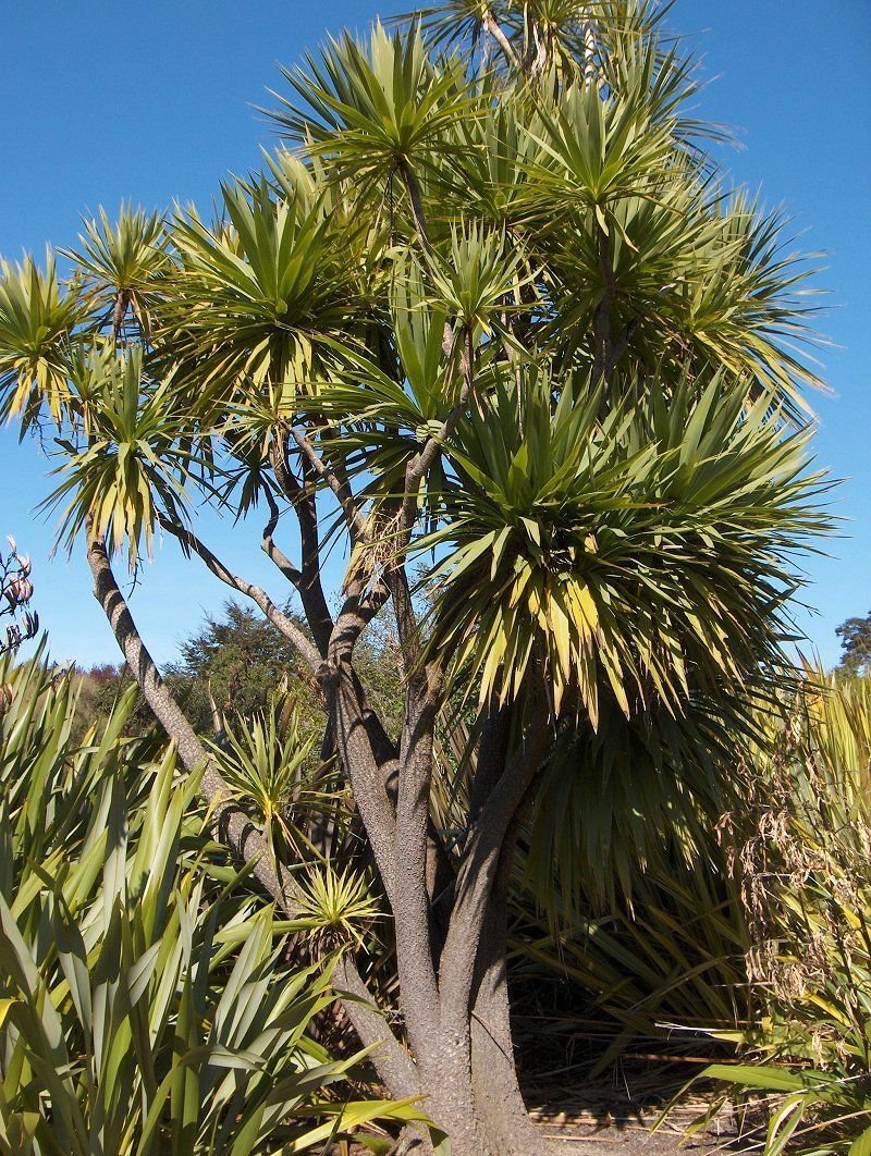 Cordyline Australis Cabbage Tree Seeds Fresh Seeds