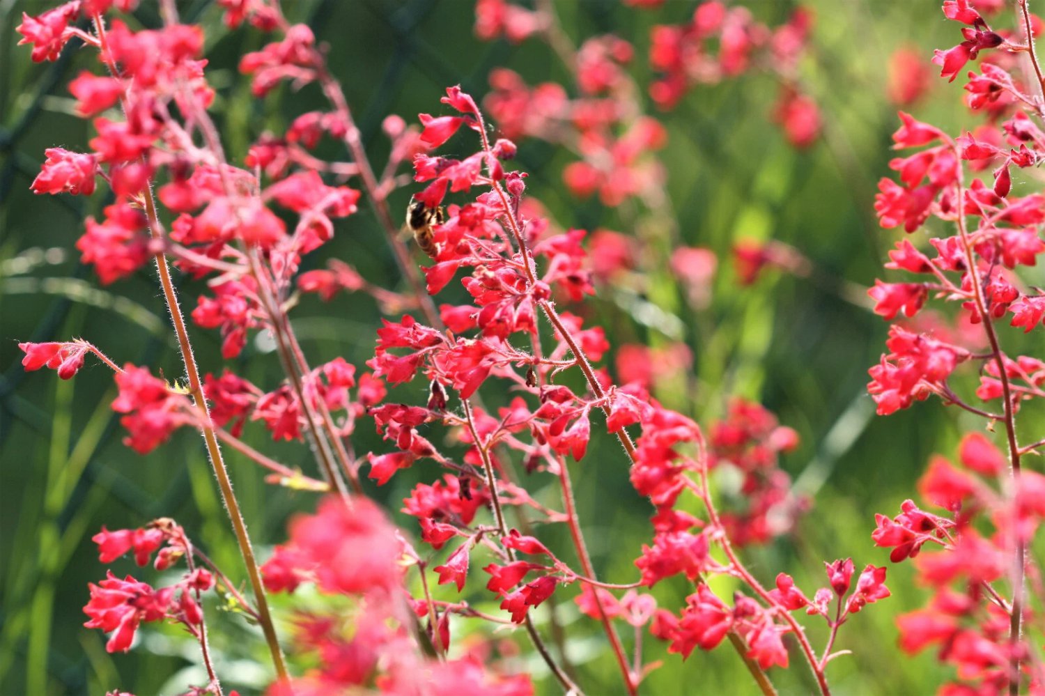 100 Red Heuchera Splendens Coral Bells Heuchera Sanguinea Shade Flower ...