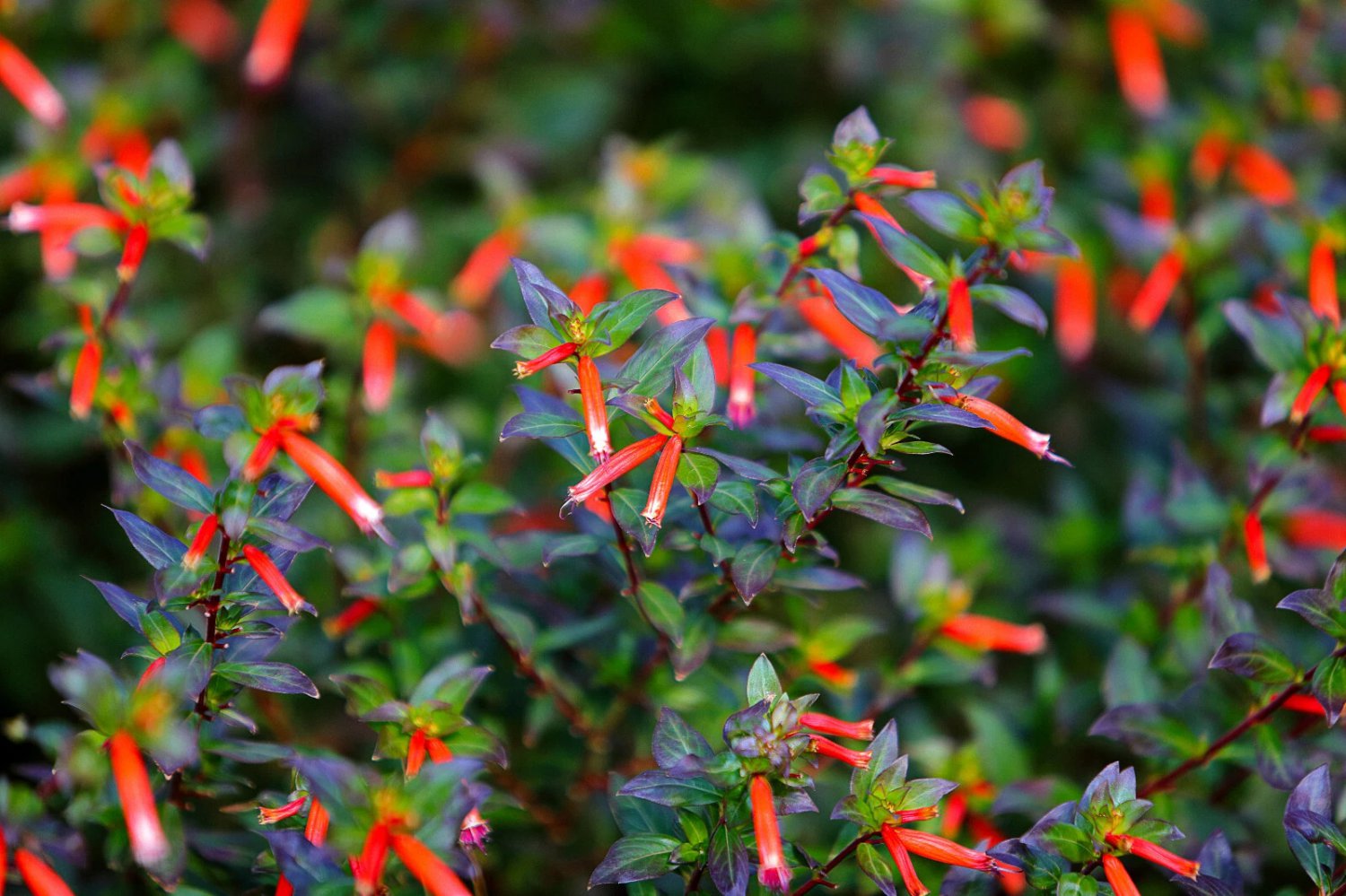 10 Red Cigar Plant Mexican Firecracker Cuphea Ignea Hummingbird Flower ...