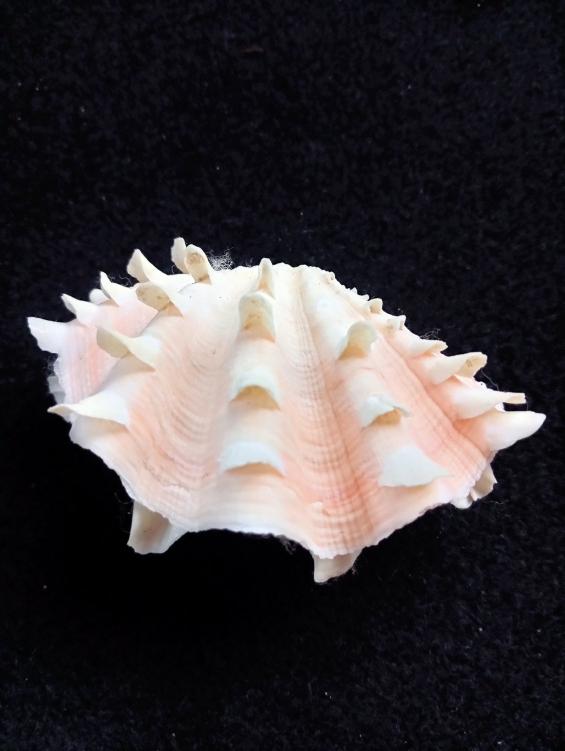 Seashell collectibles bivalvia squamosa 86 mm..natural