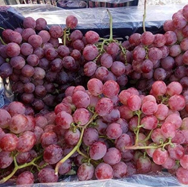 Fresh Sweet Red Grape Seeds Advanced Fruit Seed Natural Growth Grape