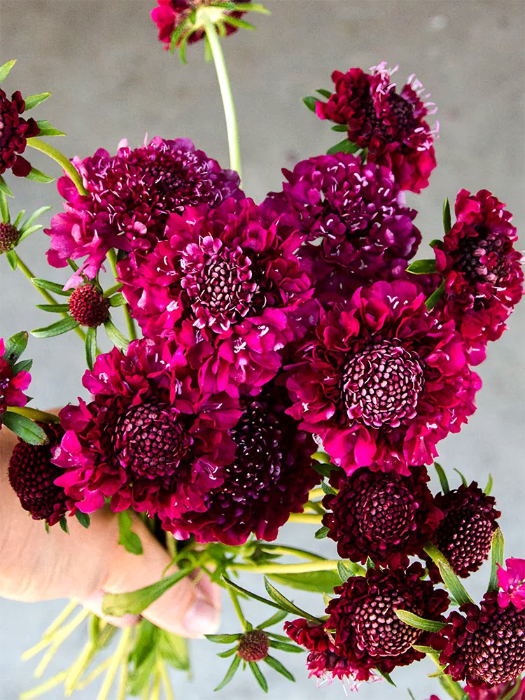 Fresh Scabiosa Atropurpurea Red