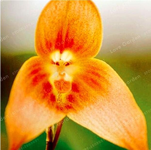Fresh Rare Orchid Monkey Face Flower Seeds Orange