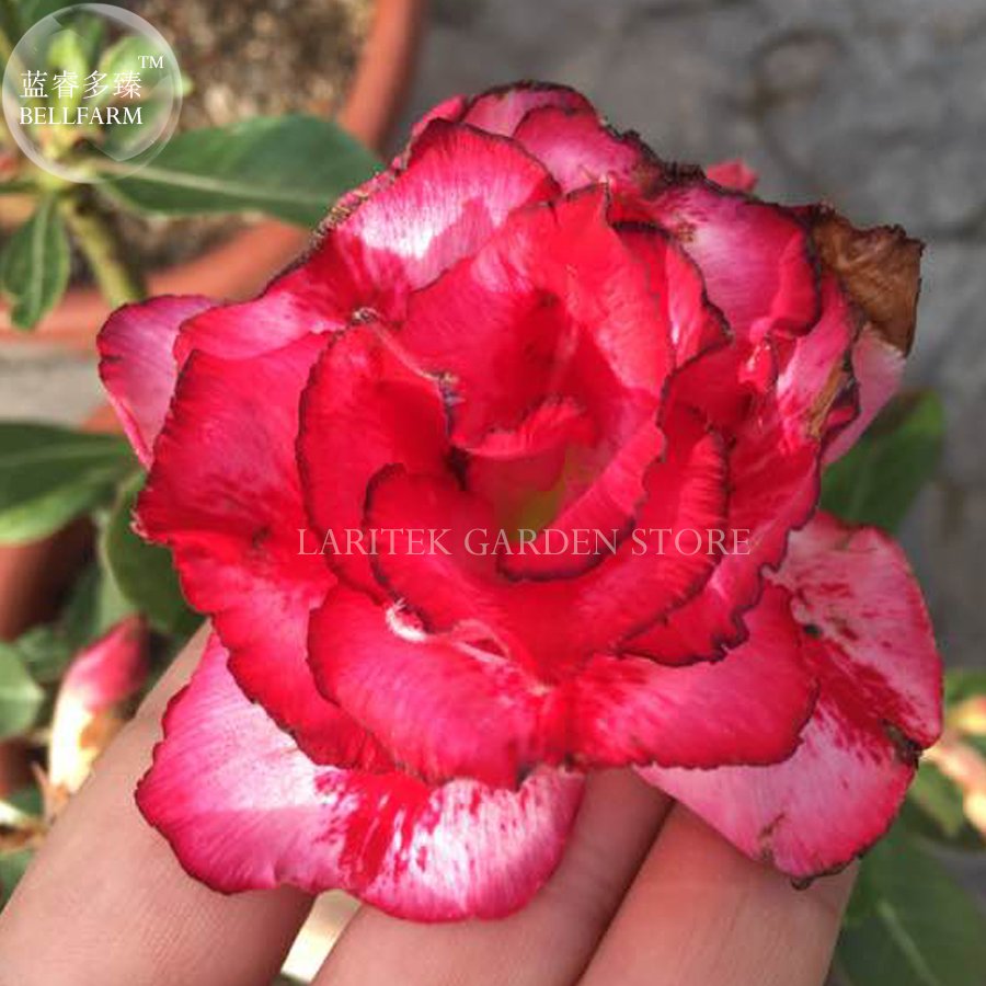 Fresh Rare Promise Adenium Desert Rose Pack 2 Seeds 6 Layer Red Bright ...