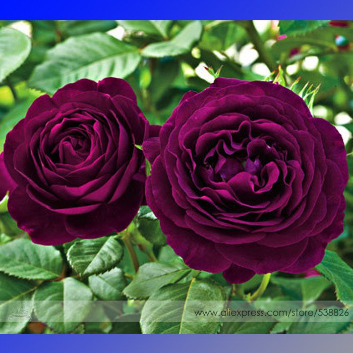 Fresh Fresh Exotic Purple Rose Bush Flower Seeds Pack 50 Seeds / Pack ...