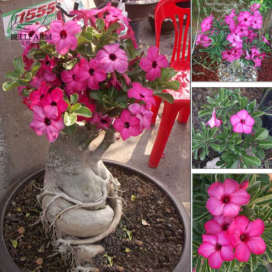 Fresh Feng Hei Adenium Desert Rose Bonsai Seeds 2Pcs Bonsai Rose Red ...