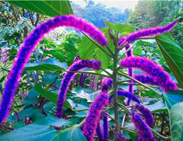 Fresh Acalypha Hispida Chenille Plant Red Hot Cattail Seeds Purplish Red