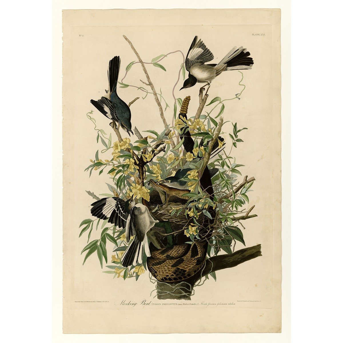 Audubon - Mocking Bird - Plate 21 - 30x40 Inch Rolled Canvas Wall Art Print