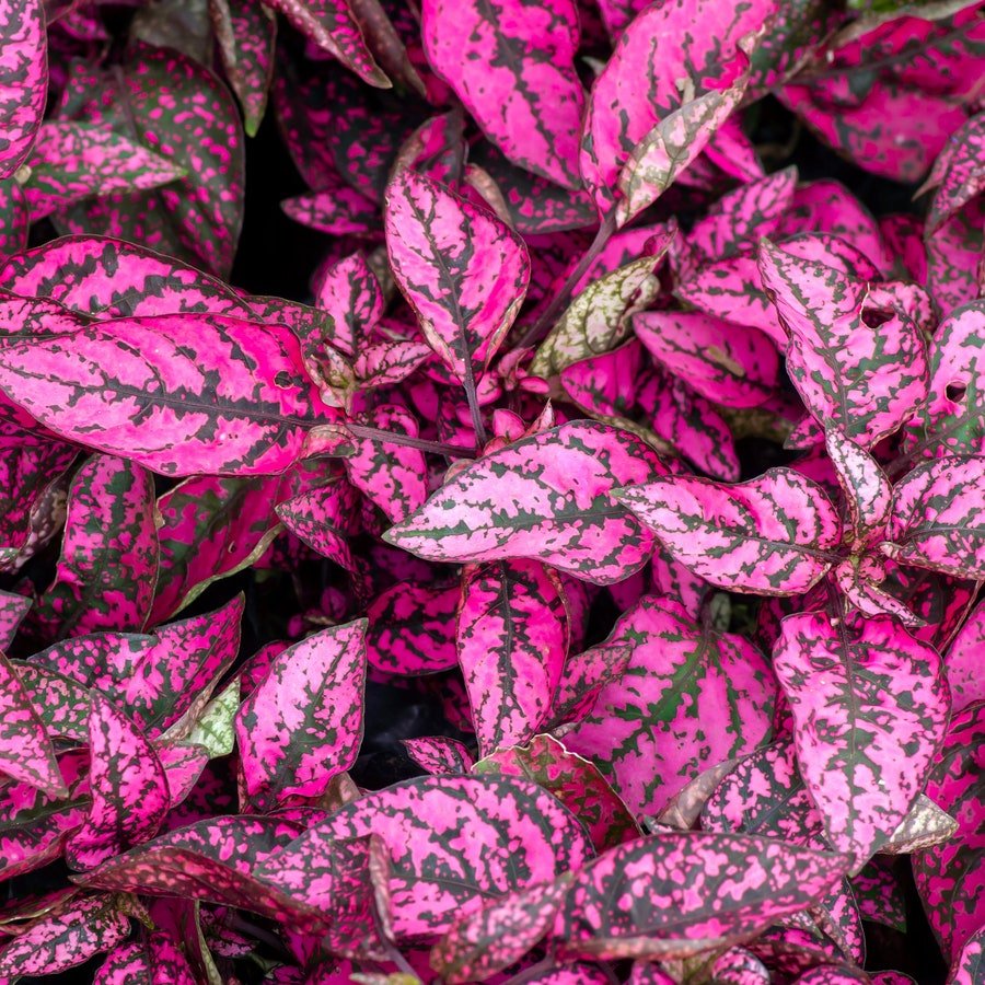 10 Dwarf Rose Pink Polka Dot Plant Splash Select Hypoestes ...