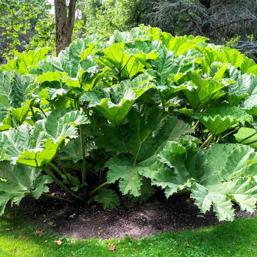 10 Gunnera Manicata 6 Leaves Giant Rhubarb Dinosaur Plant Moist Shade ...