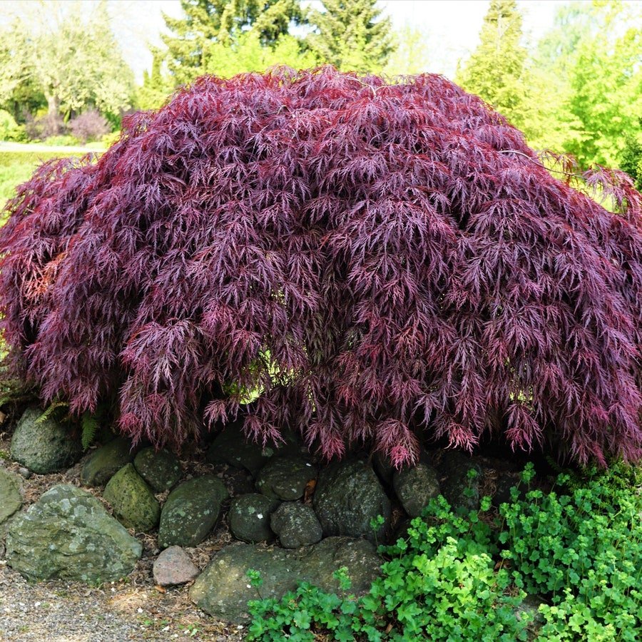 10 Inaba Shidare Maple Weeping Red Laceleaf Japanese Acer Palmatum ...