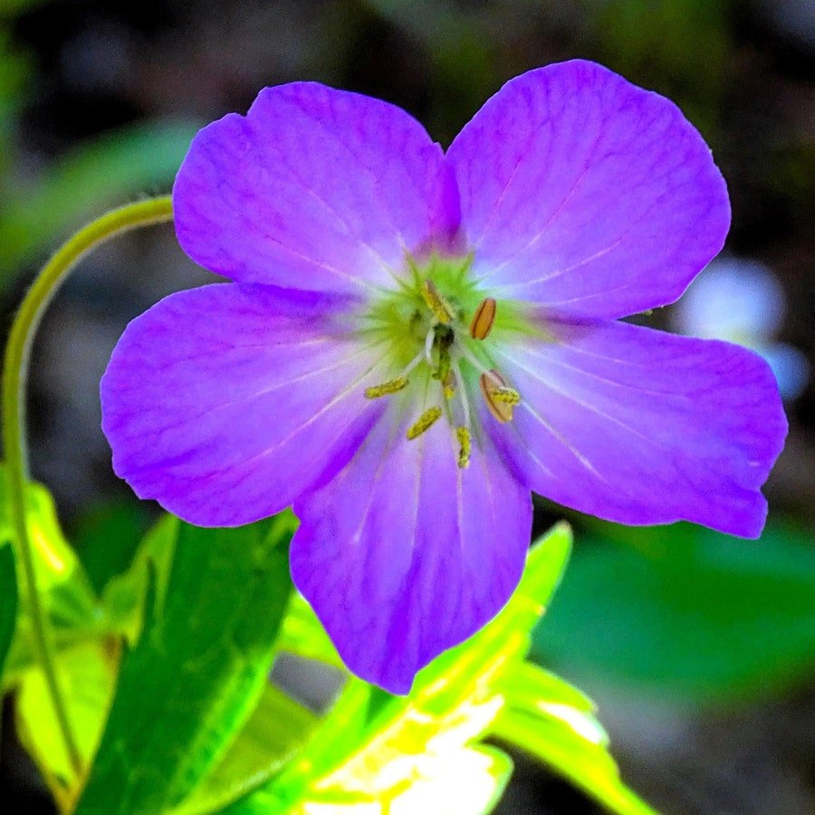 10 Oregon Geranium Oreganum Cranesbill Purple Native Flower Herb Seeds ...