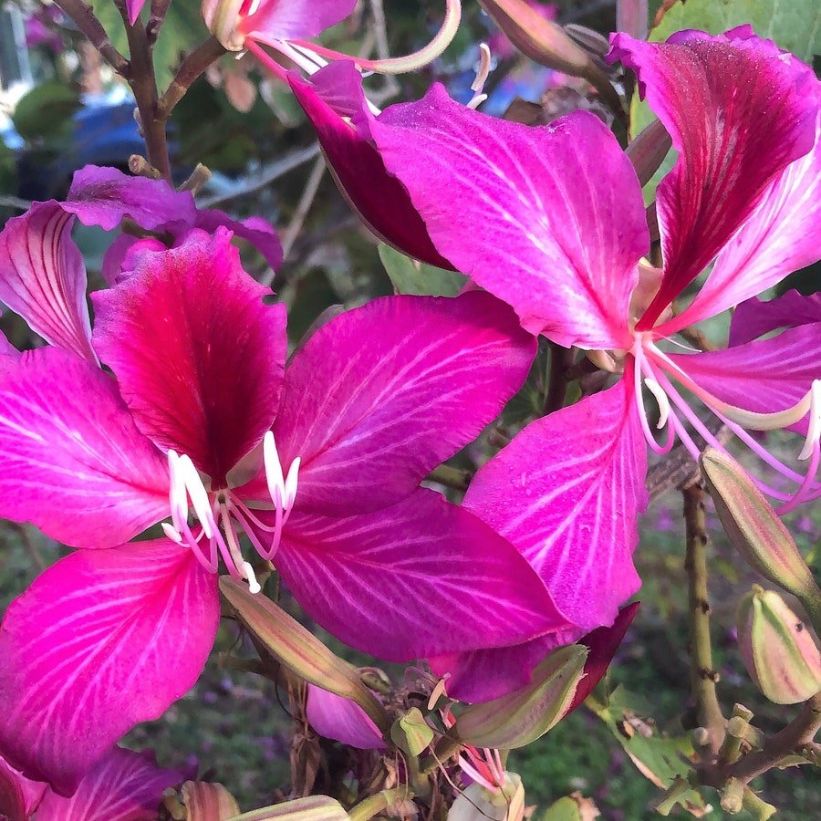 10 Purple Orchid Tree Bauhinia Purpurea Camels Foot Butterfly Flower ...