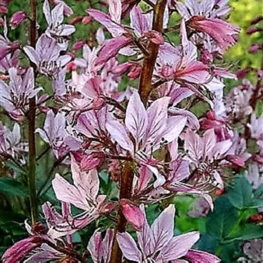 10 Red Gas Plant Fragrant Fire Plant Dictamnus Albus Ruber Flower Seeds ...