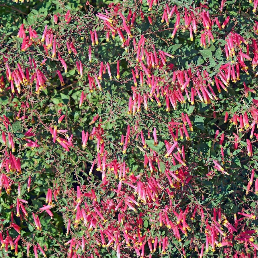 10 Rose Cigar Plant Mexican Firecracker Cuphea Ignea Coan Pink Yellow ...