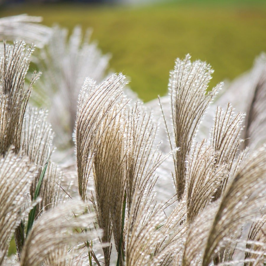 10 Silver Maiden Grass Miscanthus Sinensis Japanese Pampas Flower Seeds ...