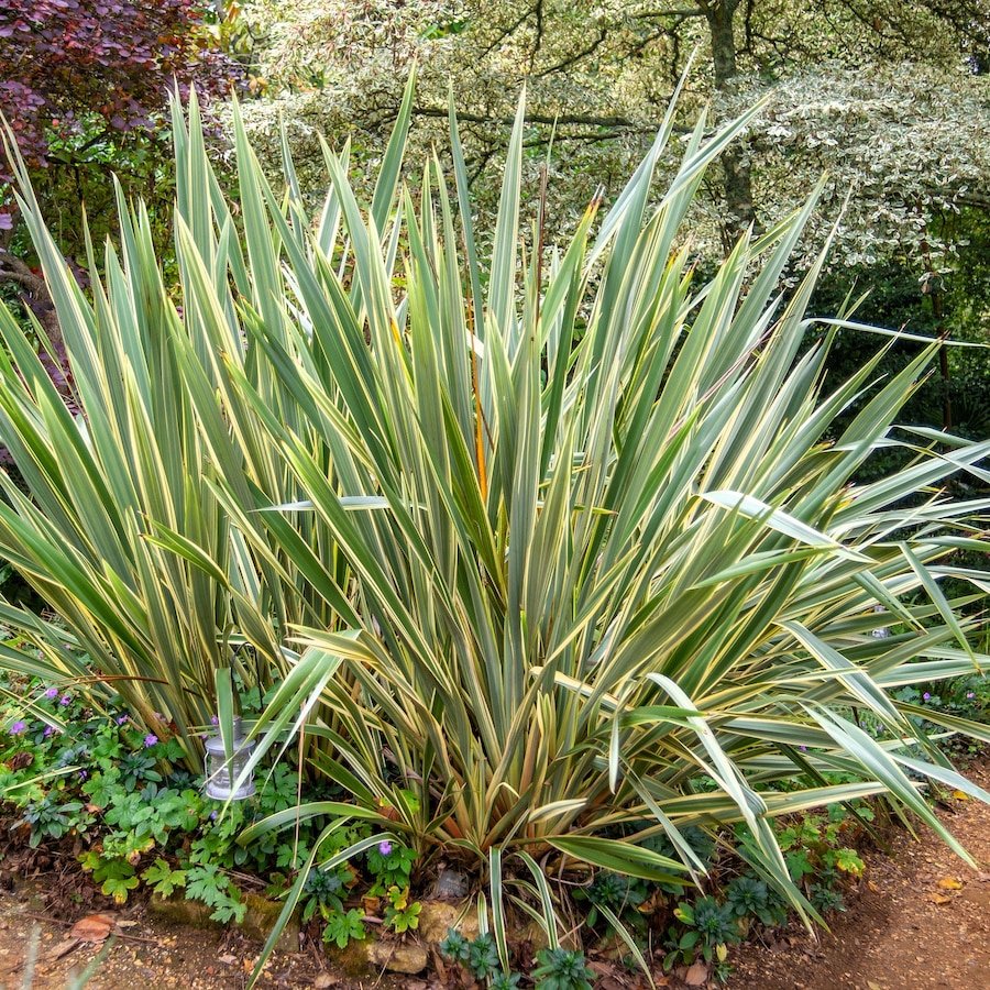 10 Variegated New Zealand Flax Phormium Tenax Variegatum Ornamental ...