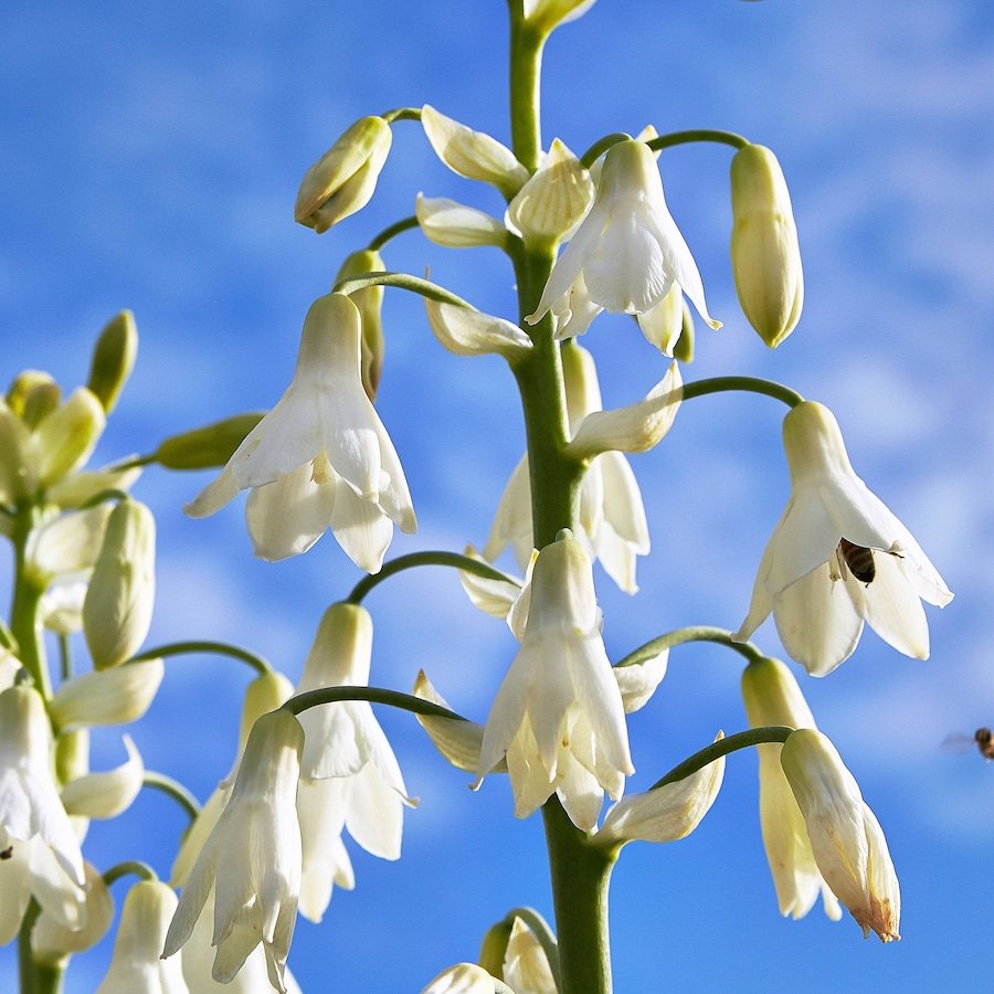 10 White African Hyacinth Aka Cape Or Giant Summer Spire Lily ...
