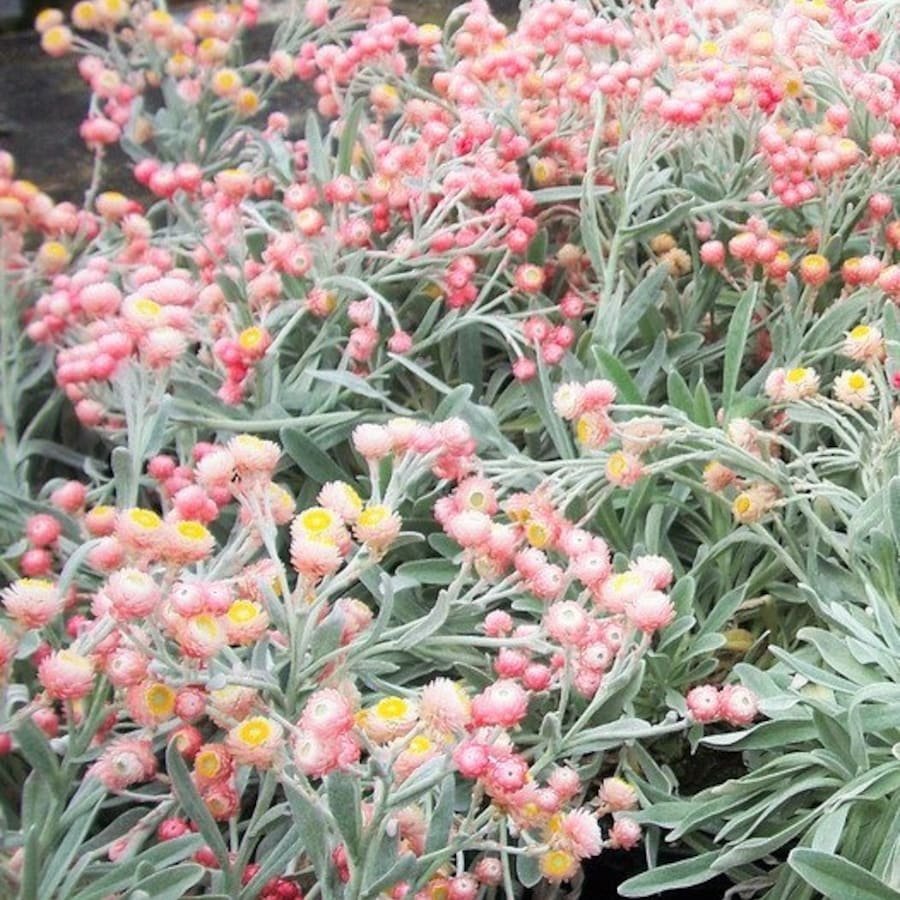 100 Apricot Peach Strawflower Mix Coral Paper Daisy Helichrysum ...