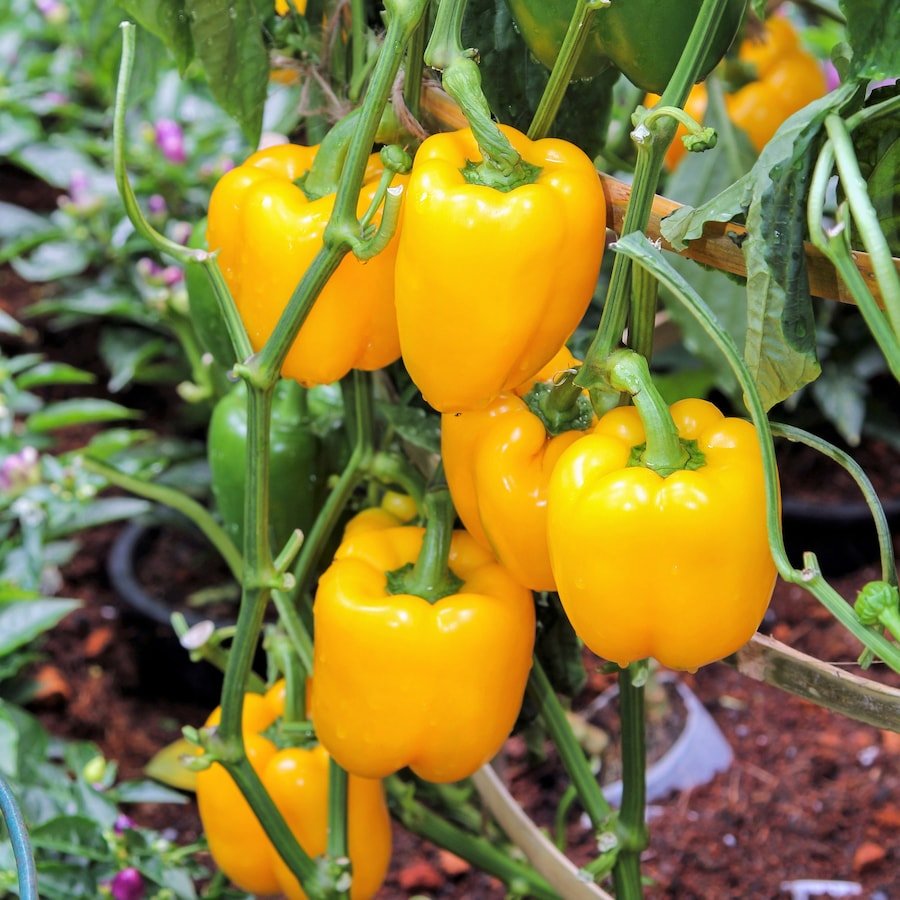 100 Golden Yellow Bell Pepper California Wonder Capsicum Annuum ...
