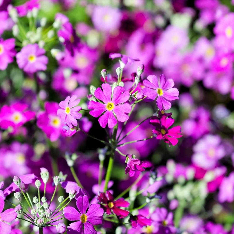 100 Lavender Fairy Primrose Purple Primula Malacoides Baby Primrose ...