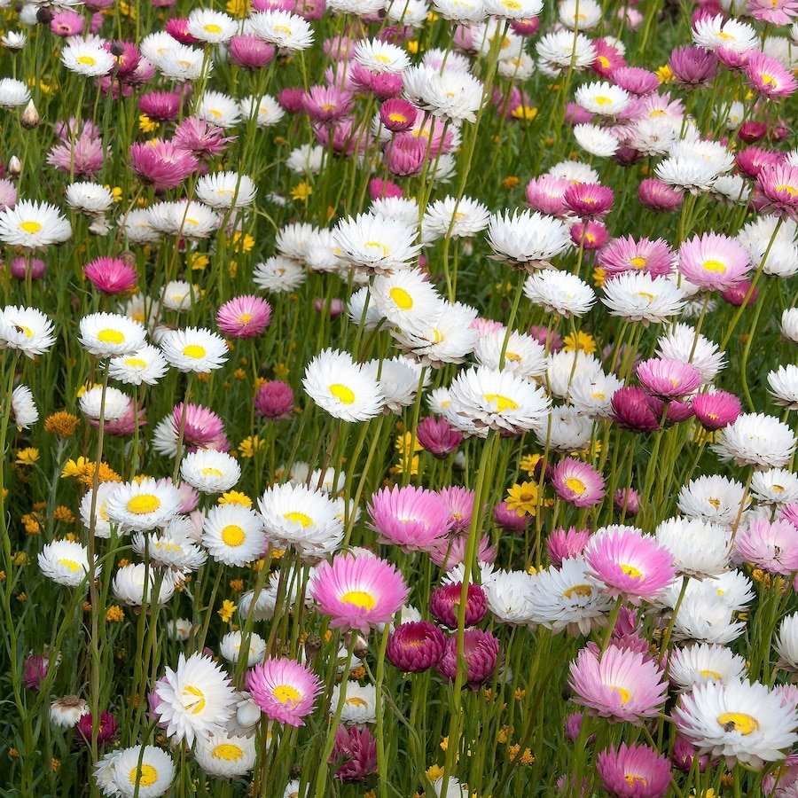 100 Mixed Double Acroclinium Aka Paper Daisy Helipterum Roseum Flower ...