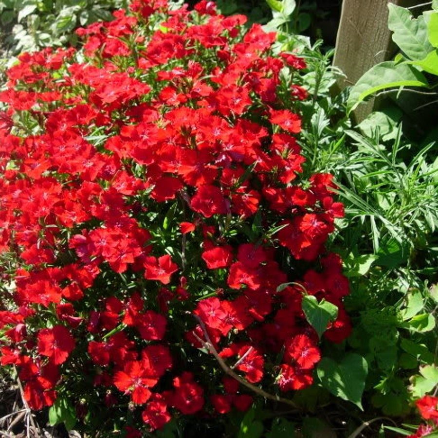 100 Red Cardinal Dianthus Caryophyllaceae Flower Seeds Fresh Seeds