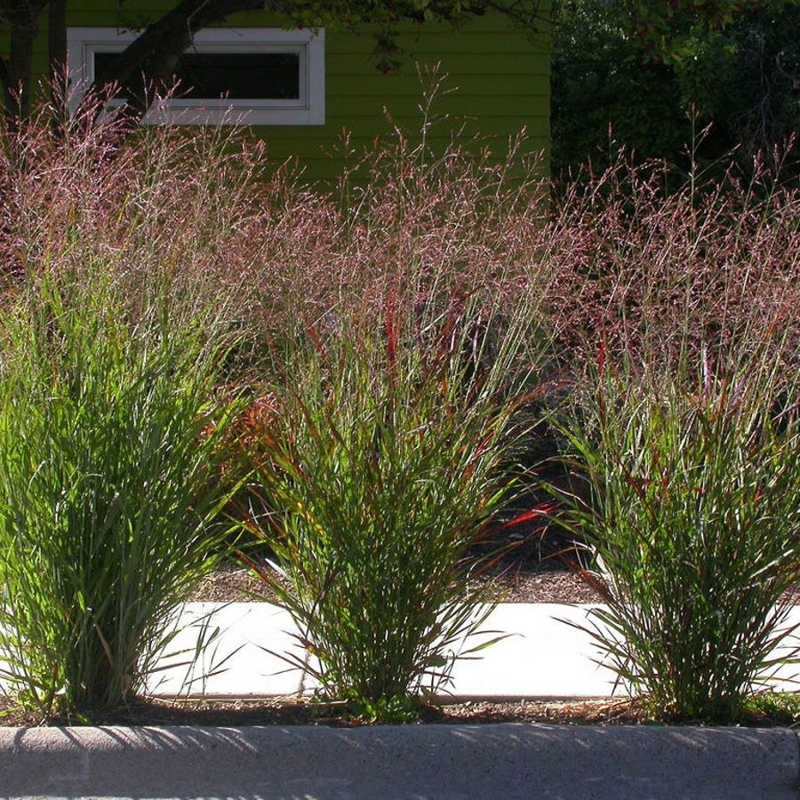 1000 Switchgrass Tall Panic Switch Grass Panicum Virgatum Red Flower ...