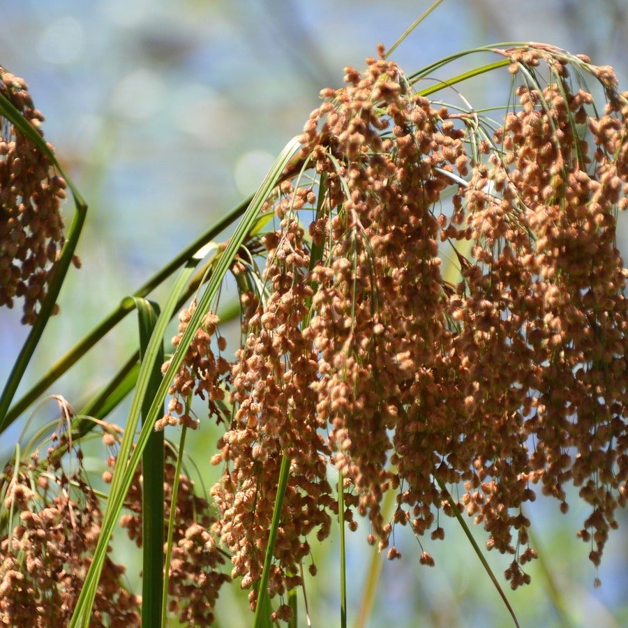 1000 Woolgrass Scirpus Cyperinus Wool Grass Teddybear Paws Woolsedge ...