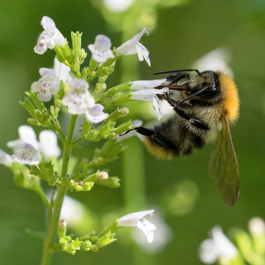 20 Calamint Lesser Calamintha Nepeta Officinalis Fragrant Herb White ...