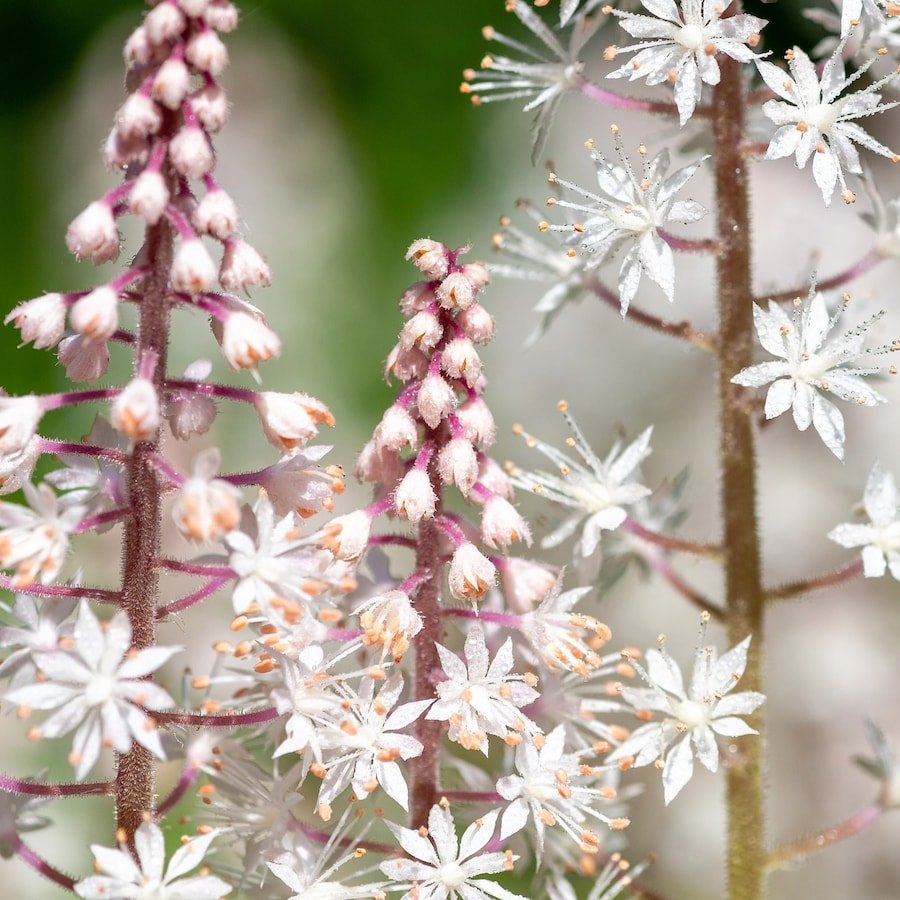20 Filigran Foamflower White Pink Tiarella Polyphylla Laceflower Shade ...
