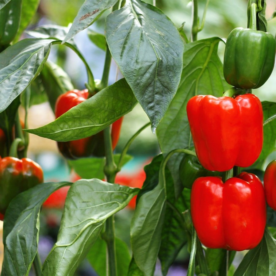 20 Organic Red Mini Bell Pepper Sweet Mild Miniature Capsicum Annuum ...