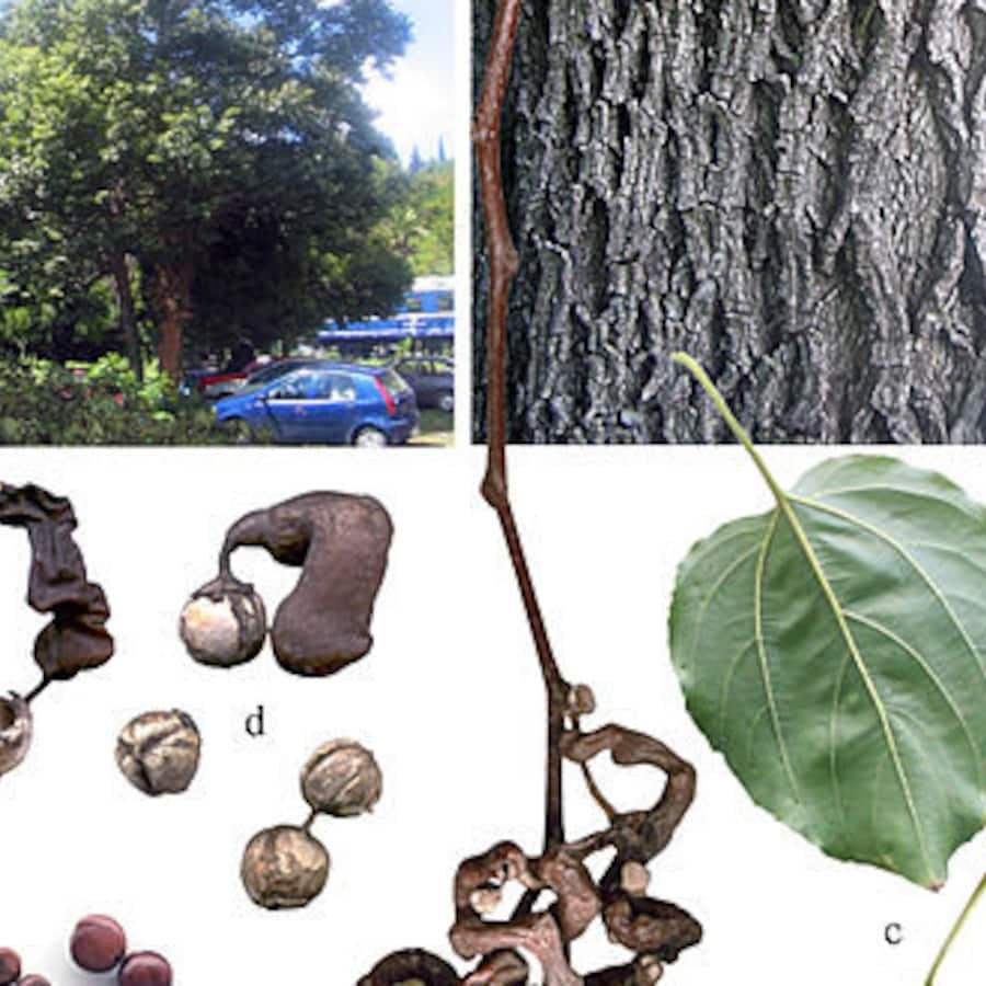 25 Japanese Raisin Tree Edible Fruit Oriental Honey Flowers Hovenia ...