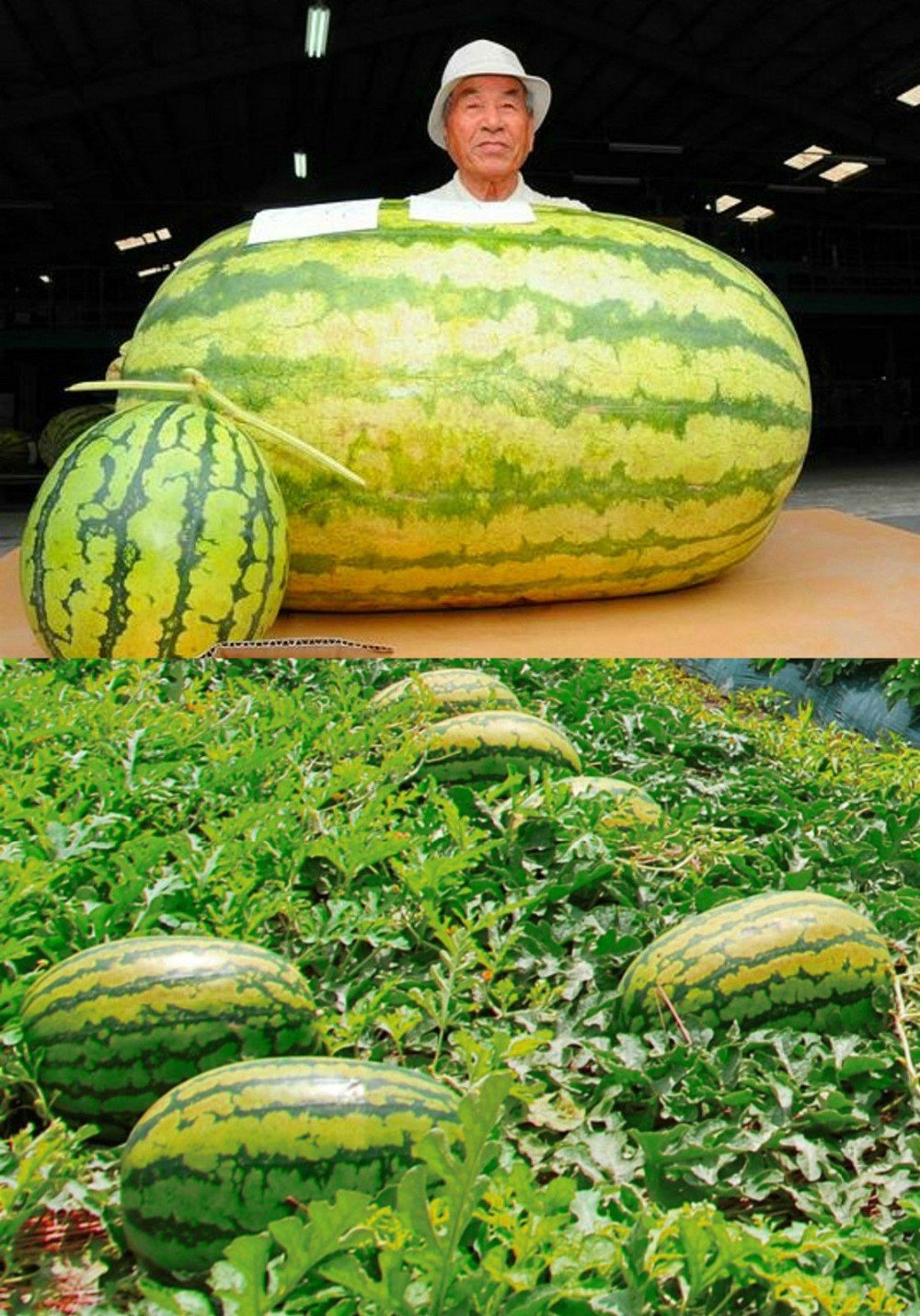 Giant Watermelon 250 Lbs Organic Seeds 1 Pack 20 Seeds Pack Iwanaga ...