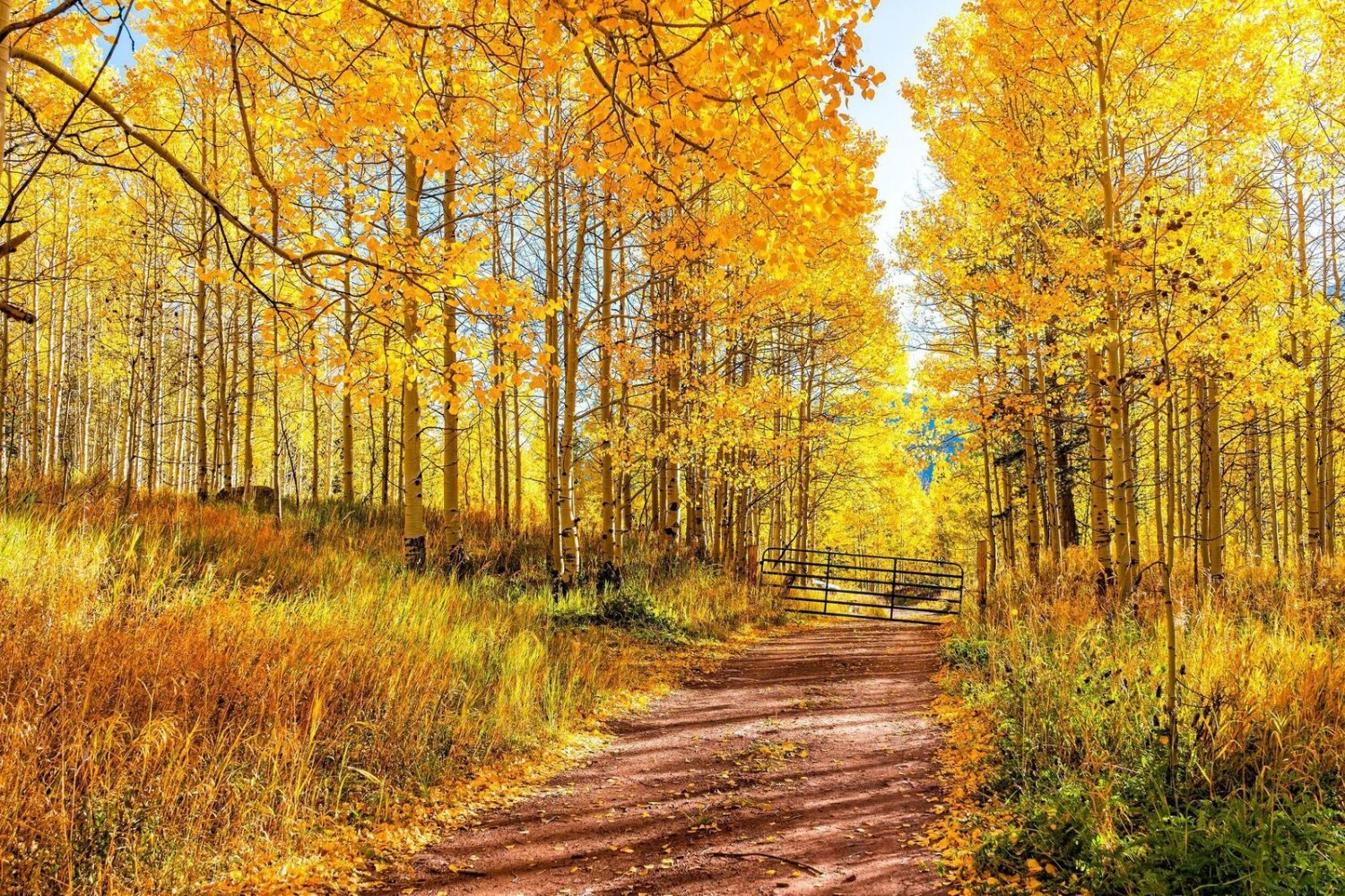 50 Golden Quaking Aspen Tree Populus Tremuloides White Bark Yellow Fall ...