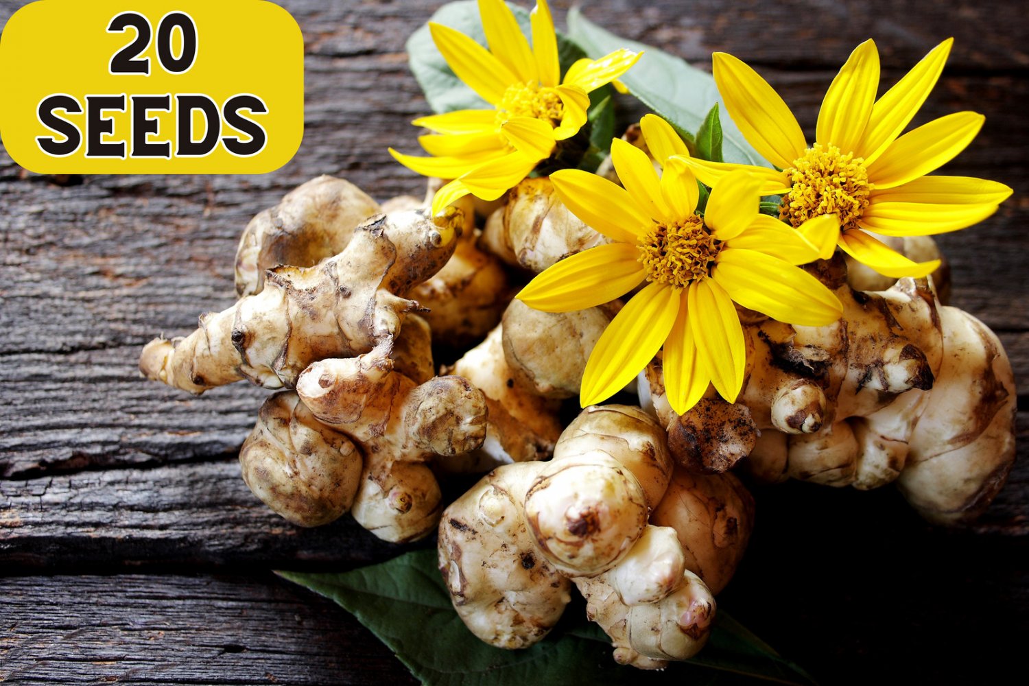 20 Seeds Jerusalem Artichoke Sunchoke Helianthus Tuberosus Flower Root ...