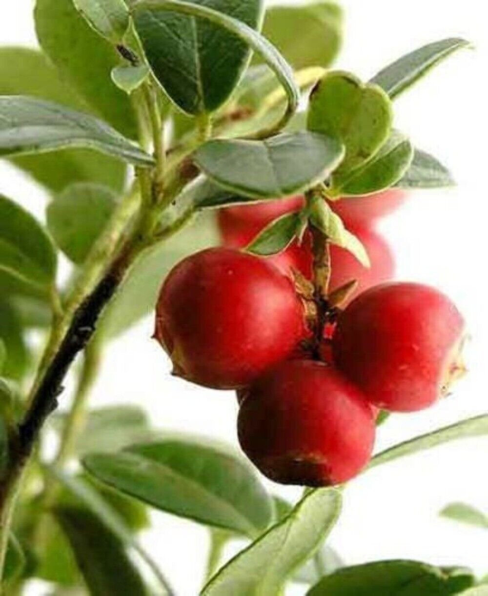 100 Perennial Cranberry Viburnum Red Fruit Bush Seeds Fresh Seeds