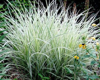 Miscanthus Variegatus Variegated Maiden Grass Green And White Fresh Garden