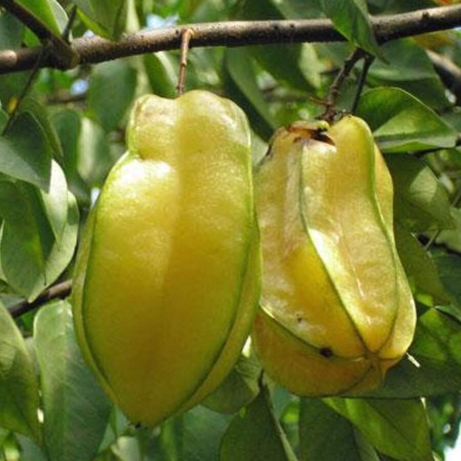 Averrhoa Carambola Star Fruit Carambola Five Corner 5 Seeds Fresh Seeds