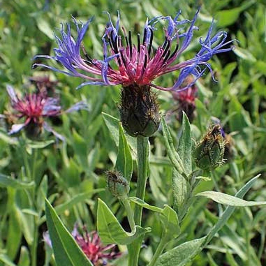 Centaurea Montana Mountain Bluet Bachelors Button 10 Seeds Fresh Seeds