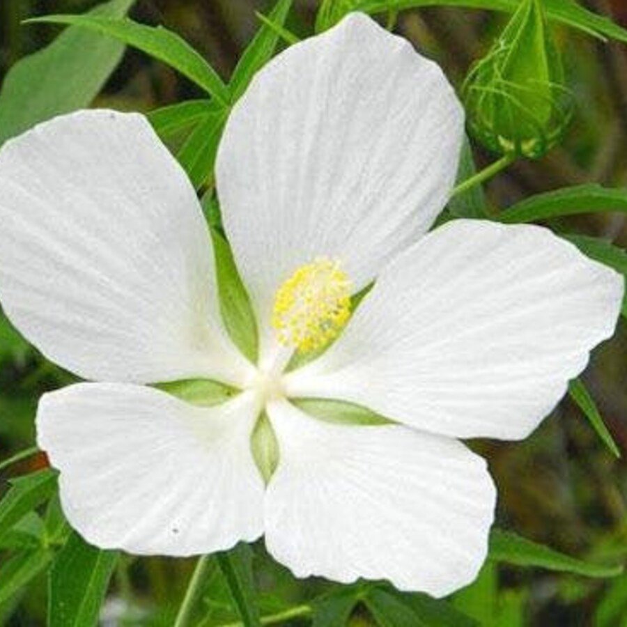 Hibiscus Coccineus Alba White Texas Star 10 Seeds Fresh Seeds