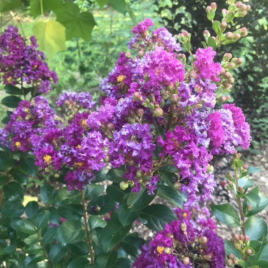 Lagerstroemia Indica Purpurea Dwarf Purple Velvet Crape Myrtle 20 Seeds ...