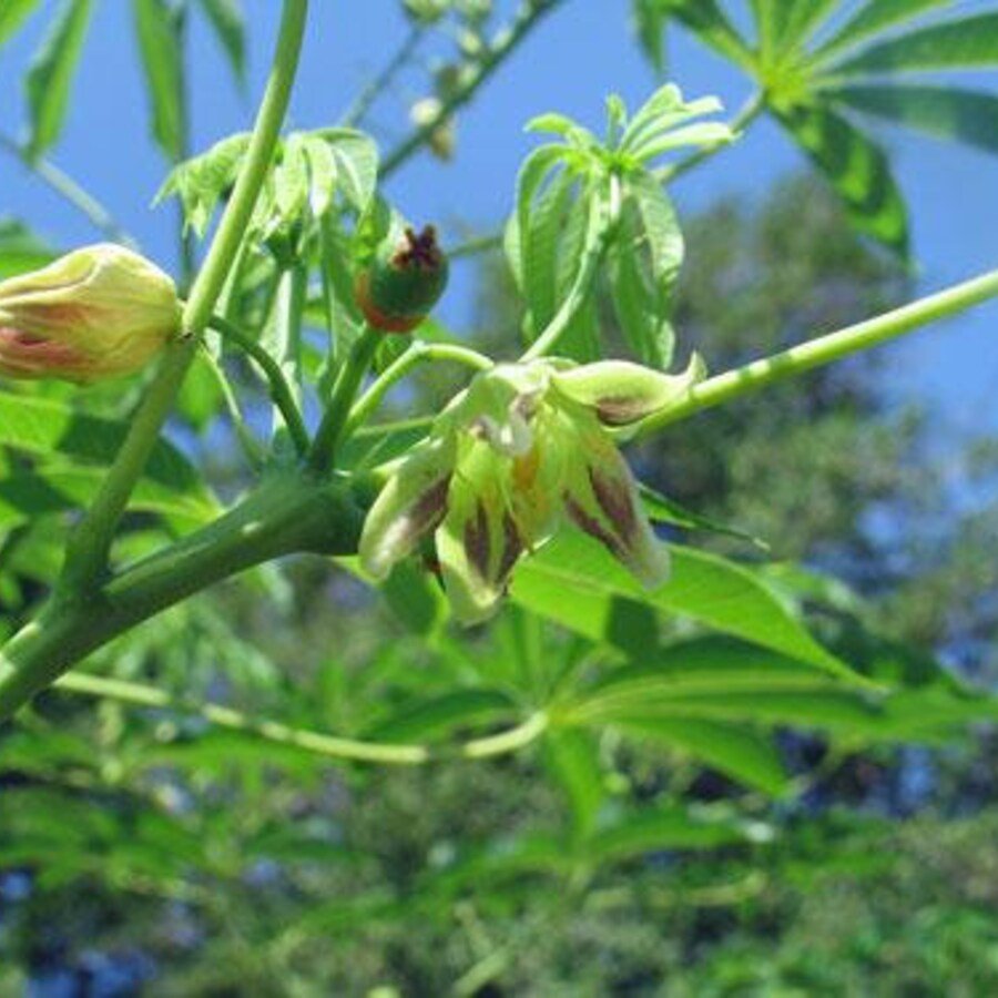 Manihot Esculenta Tapioca Plant Cassava Yuca 5 Seeds Fresh Seeds
