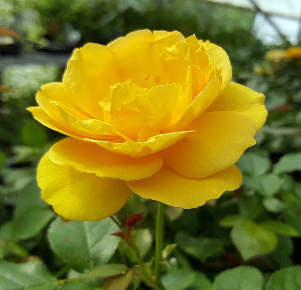 Live Plant Julia Child Rose Bush - Butter Yellow - 4" Pot