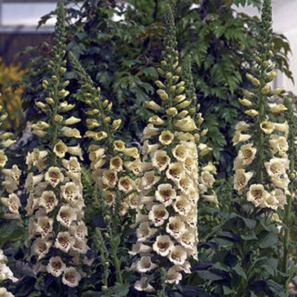 Digitalis Seeds 50 Pelleted Seeds Digitalis Camelot Cream Foxglove ...
