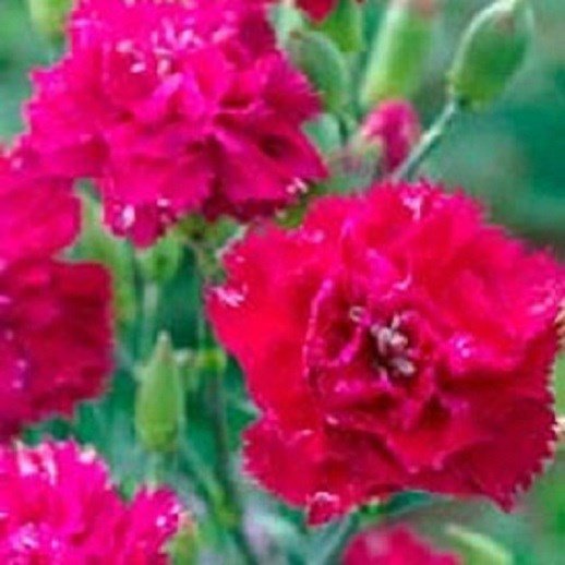 50 Carnation Seeds Chabaud Magenta Dianthus Flower Seeds Garden USA Seeds