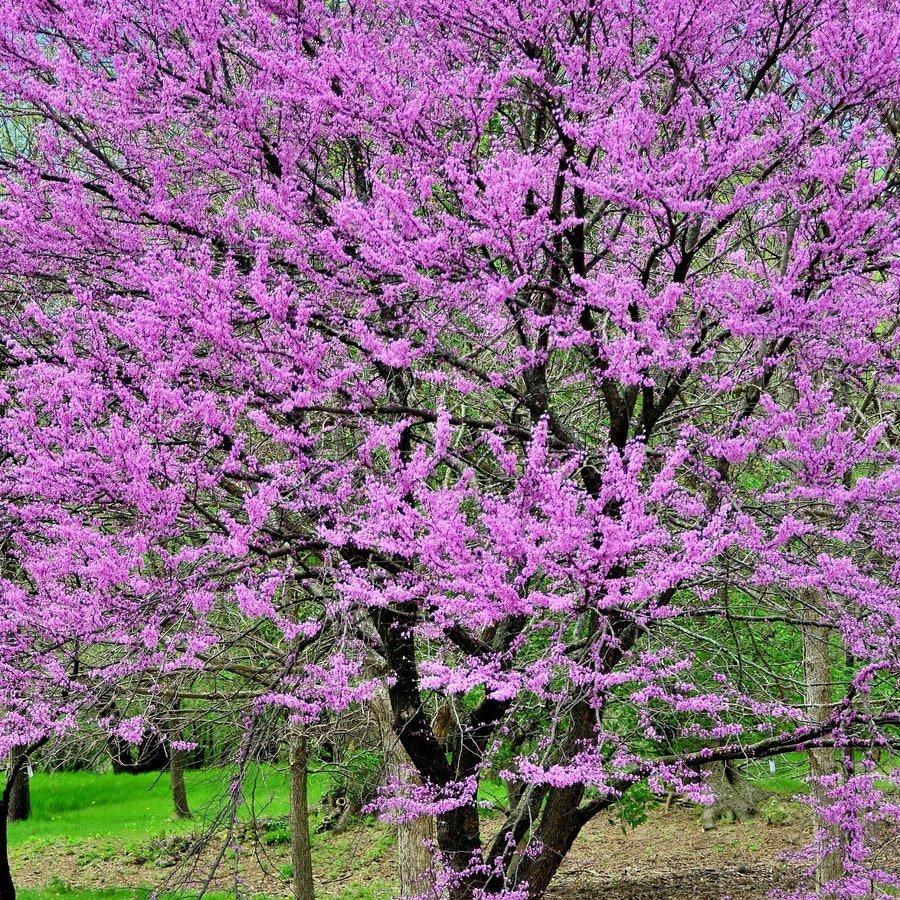 40 Giant Redbud Tree Cercis Gigantea Pink Purple Flower Seeds Gardening ...