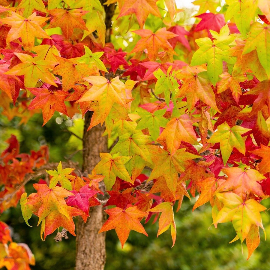 50 American Sweetgum Liquidambar Styraciflua Storax Alligator Sweet Gum ...