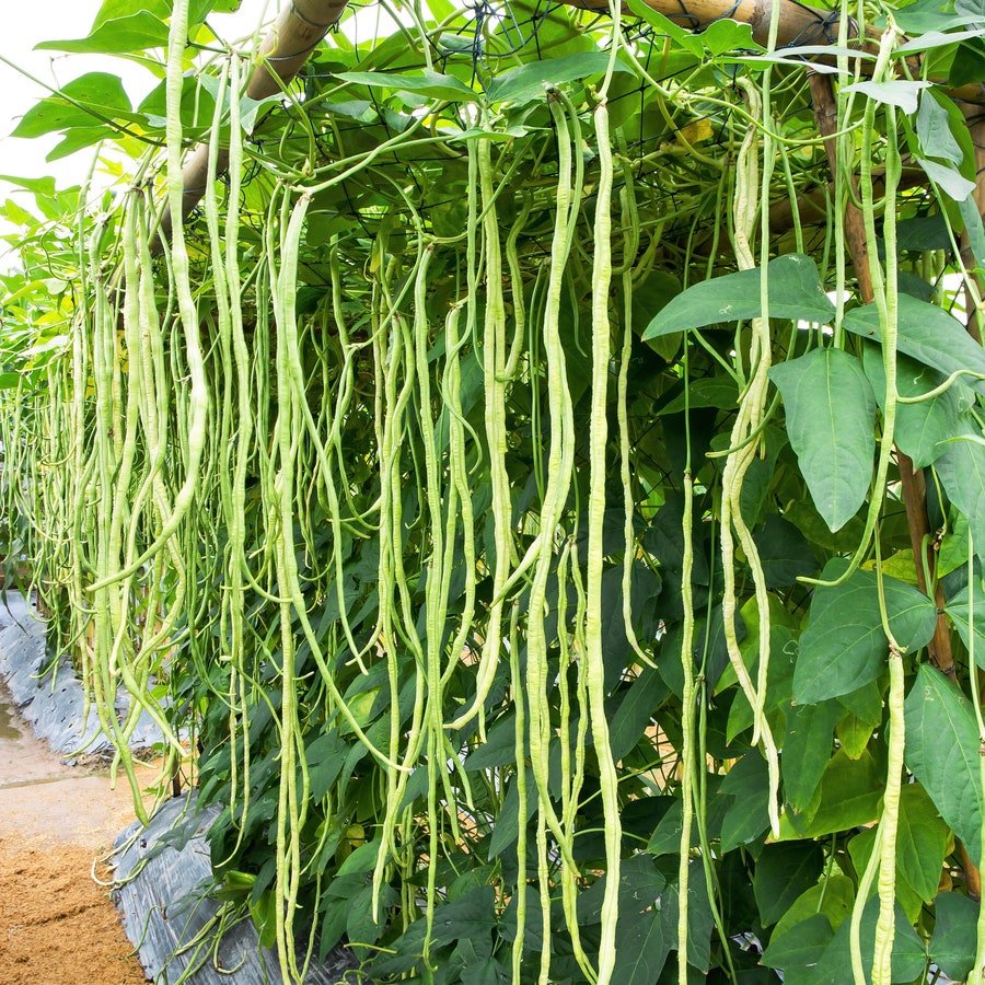 100 Lady Cowpea Cow Pea Southern Pea Vigna Unguiculata Legume White ...
