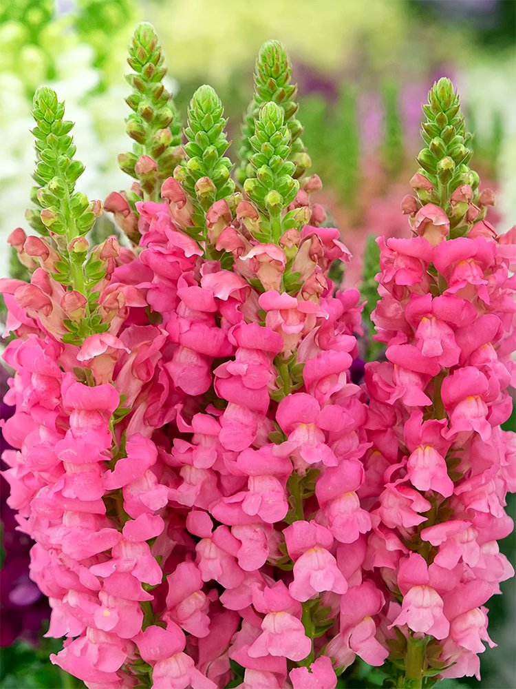 500 Seeds Tall Pink Snapdragon Garden Fresh